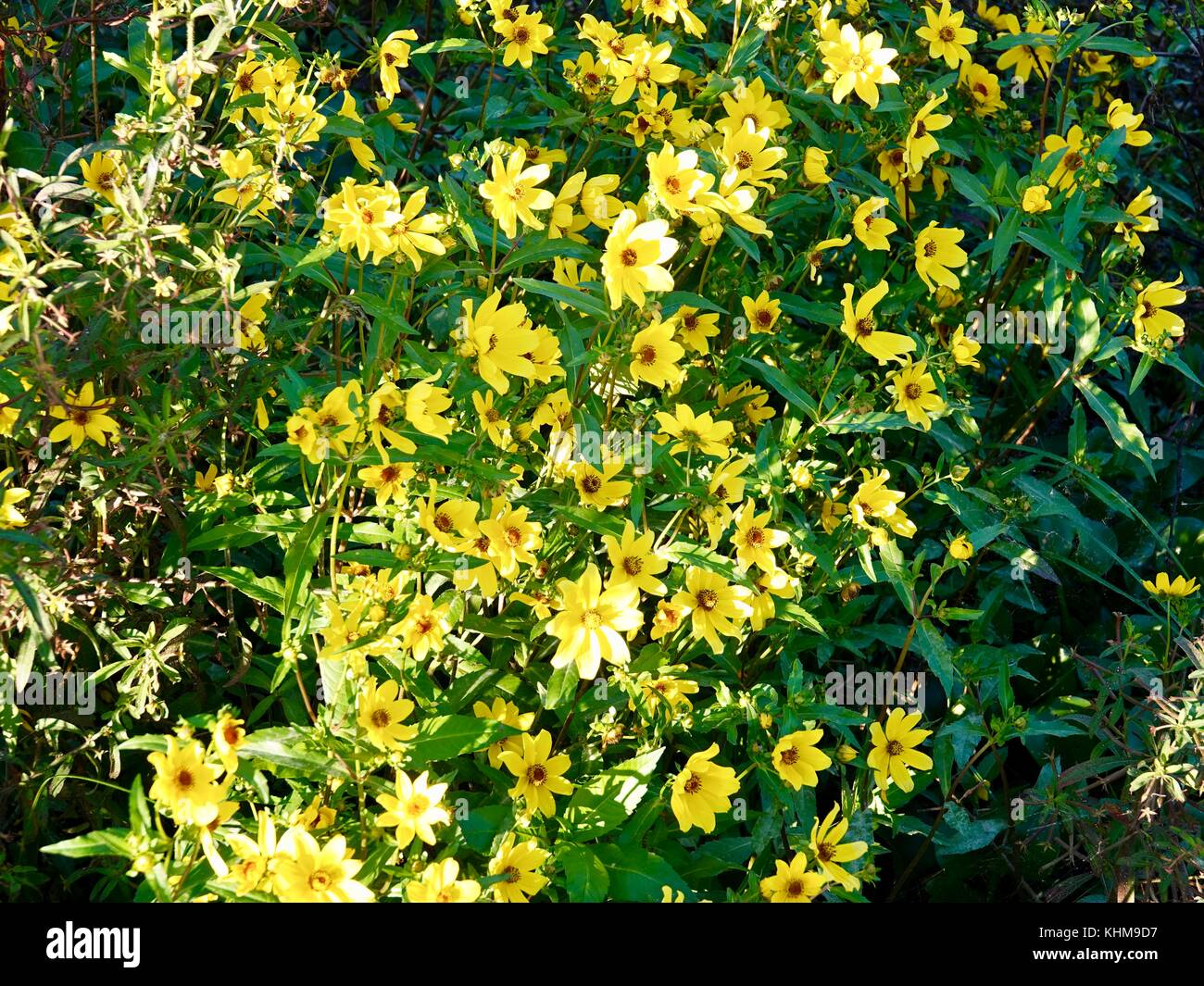 Cluster of bright yellow swamp marigolds, Caltha palustris, wild ...