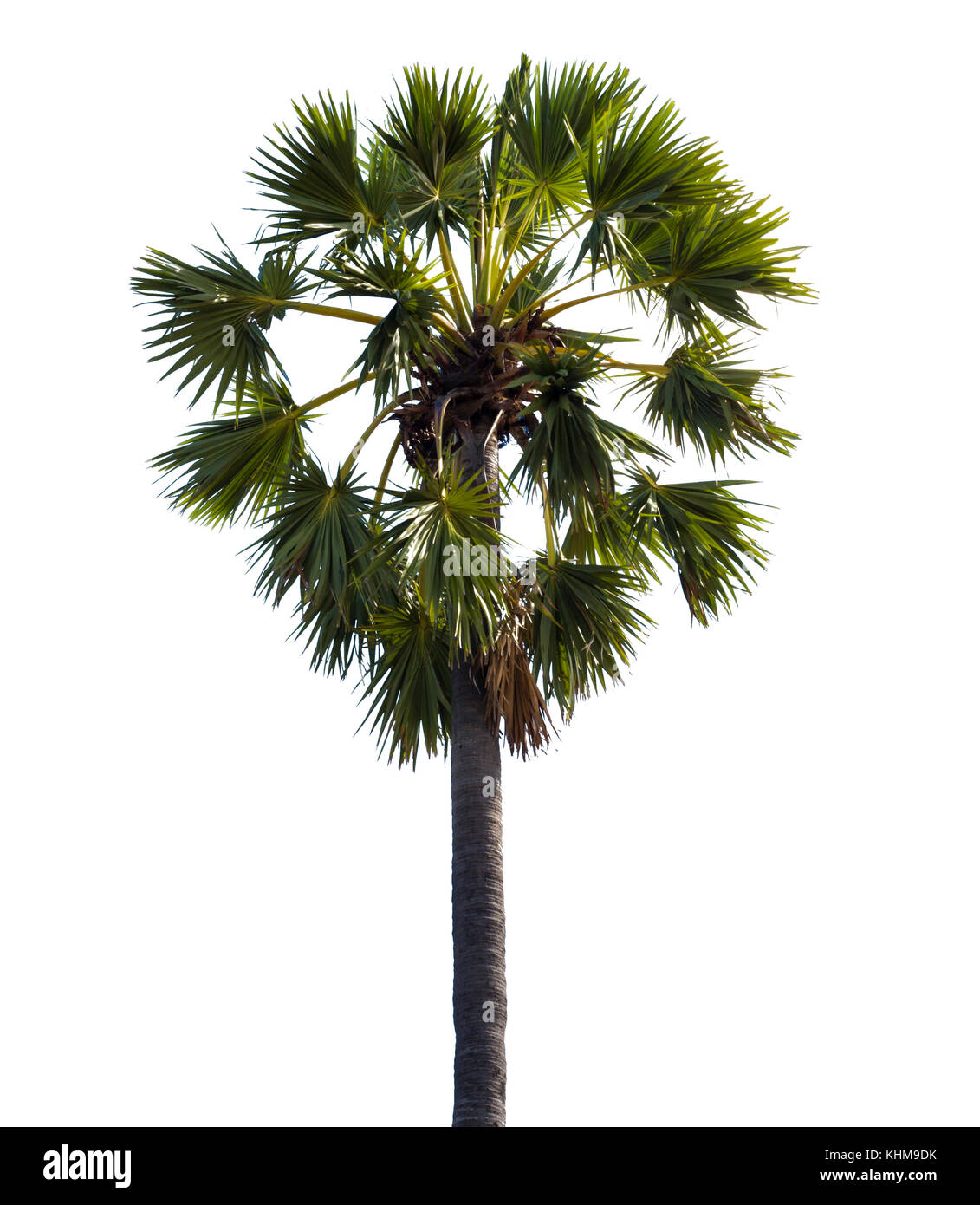 Palm tree isolated on a white background Stock Photo - Alamy