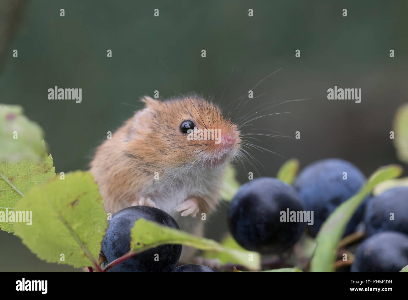 harvest mice/mouse, Micromys minutus, close up portrait posing on a ...