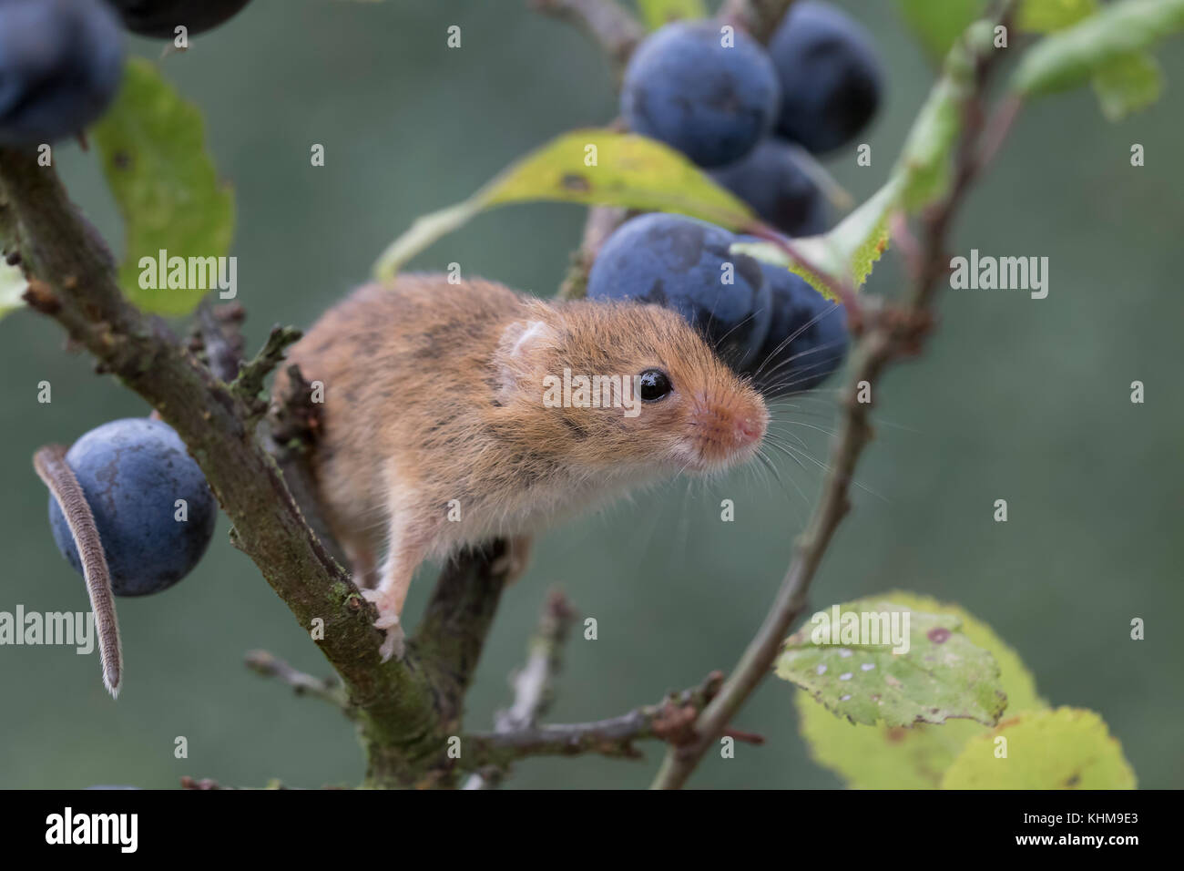 harvest mice/mouse, Micromys minutus, close up portrait posing on a ...