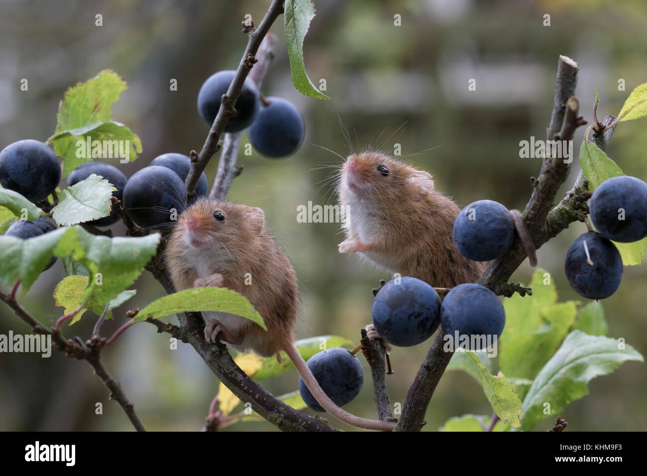 harvest mice/mouse, Micromys minutus, close up portrait posing on a ...