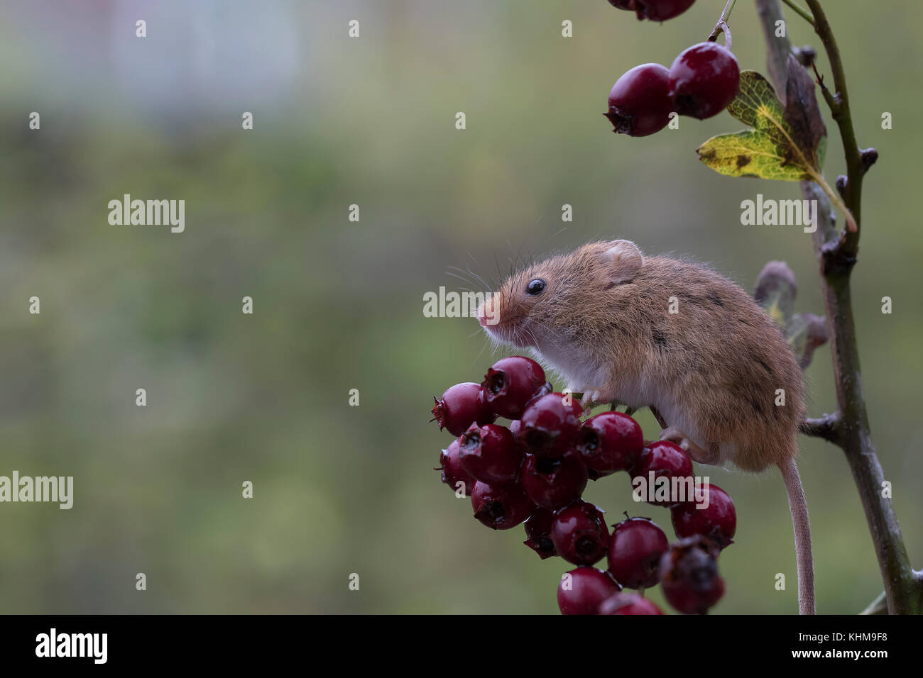 harvest mice/mouse, Micromys minutus, close up portrait posing on a ...