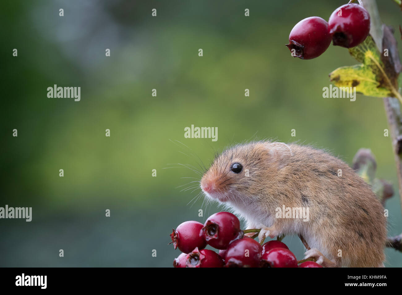 harvest mice/mouse, Micromys minutus, close up portrait posing on a ...