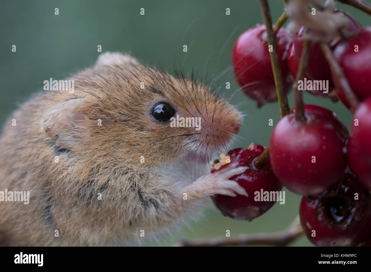 harvest mice/mouse, Micromys minutus, close up portrait posing on a ...