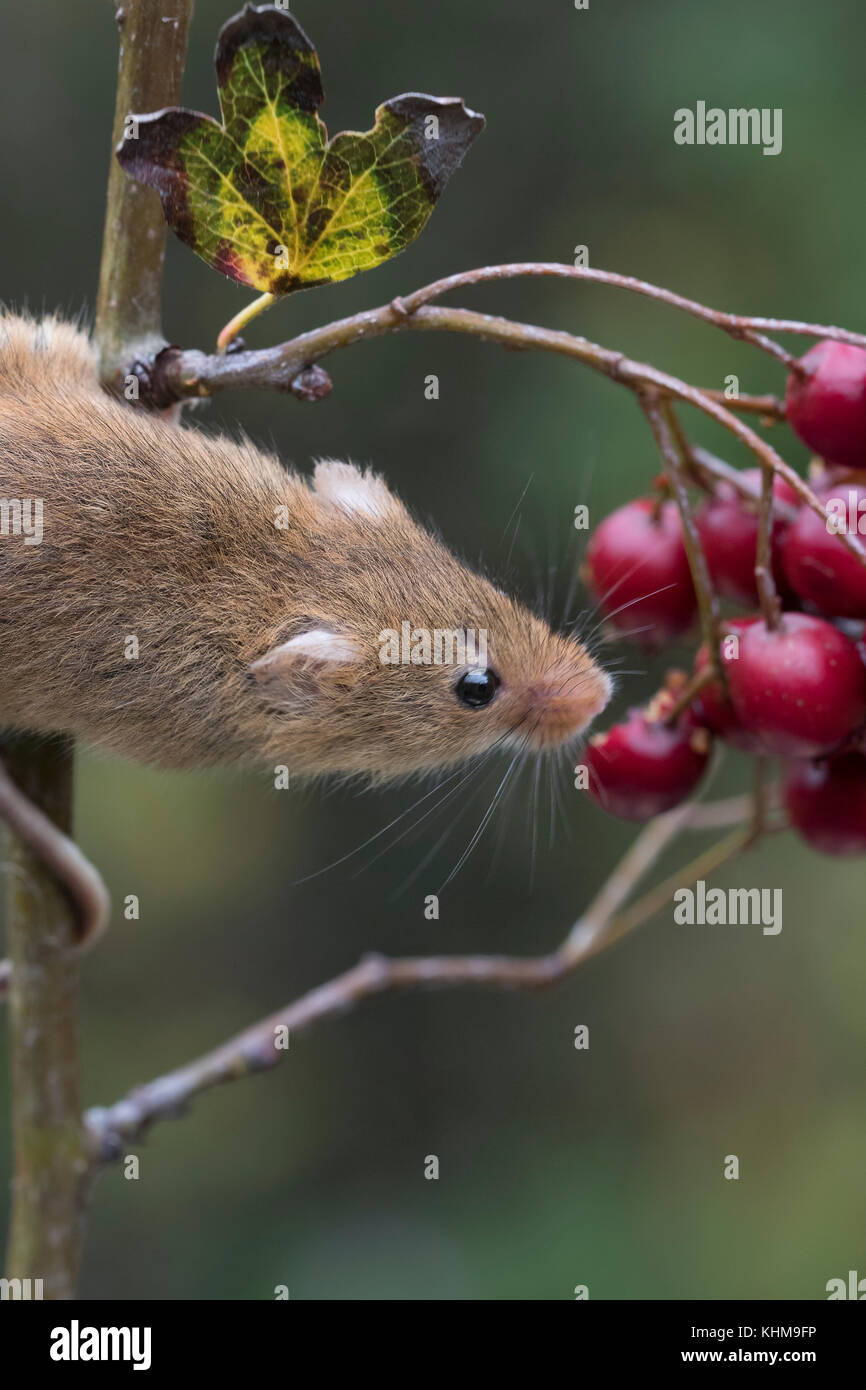 harvest mice/mouse, Micromys minutus, close up portrait posing on a ...