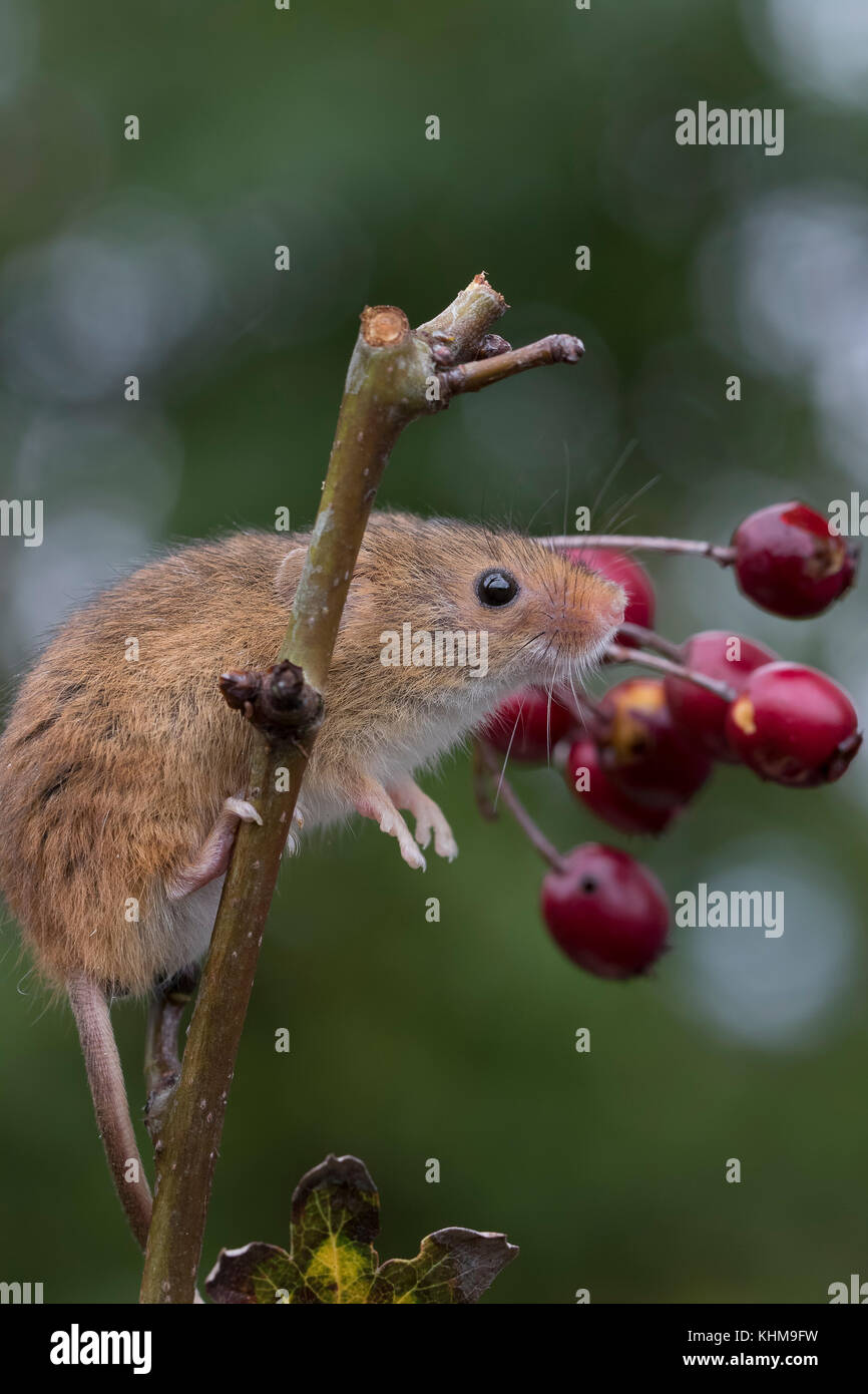 harvest mice/mouse, Micromys minutus, close up portrait posing on a ...