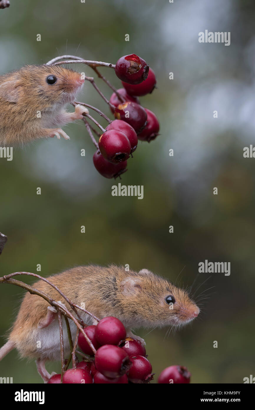 harvest mice/mouse, Micromys minutus, close up portrait posing on a ...