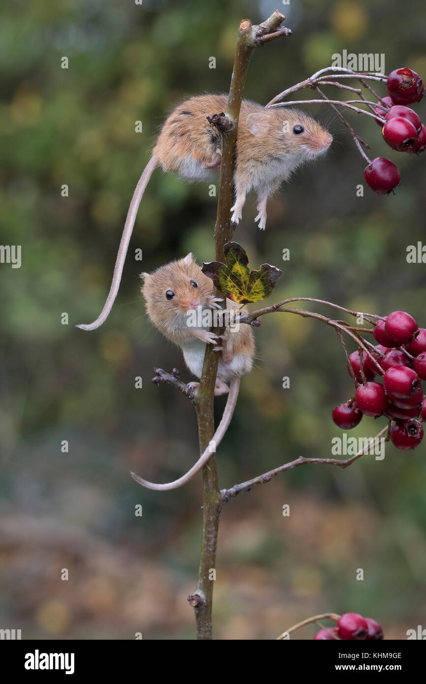 harvest mice/mouse, Micromys minutus, close up portrait posing on a ...