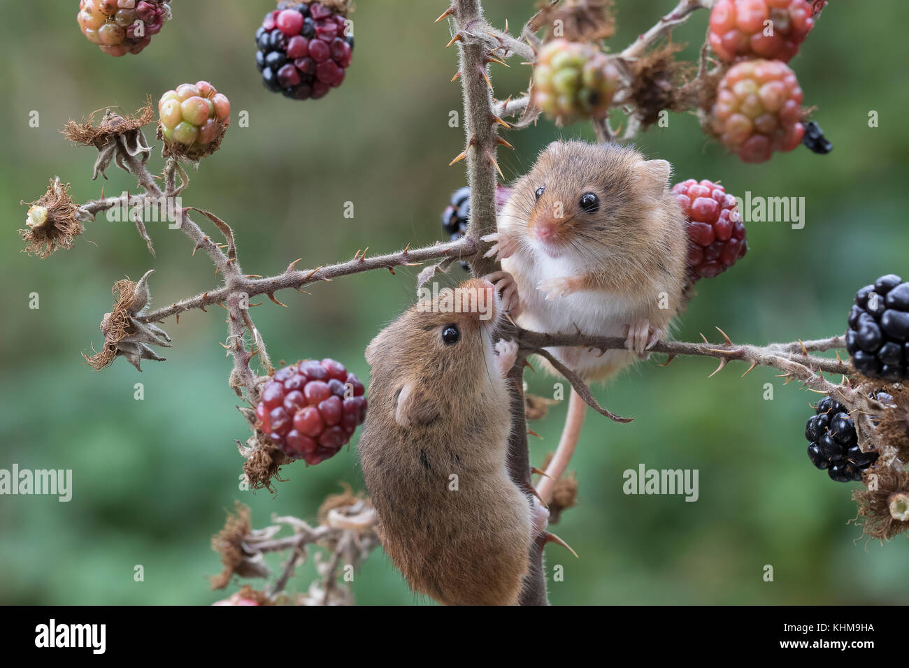 harvest mice/mouse, Micromys minutus, close up portrait posing on a ...