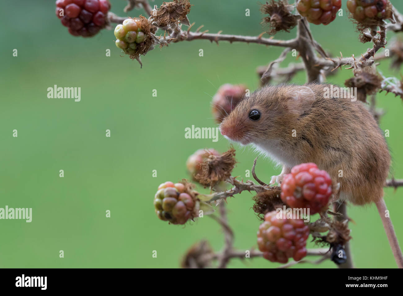 harvest mice/mouse, Micromys minutus, close up portrait posing on a ...