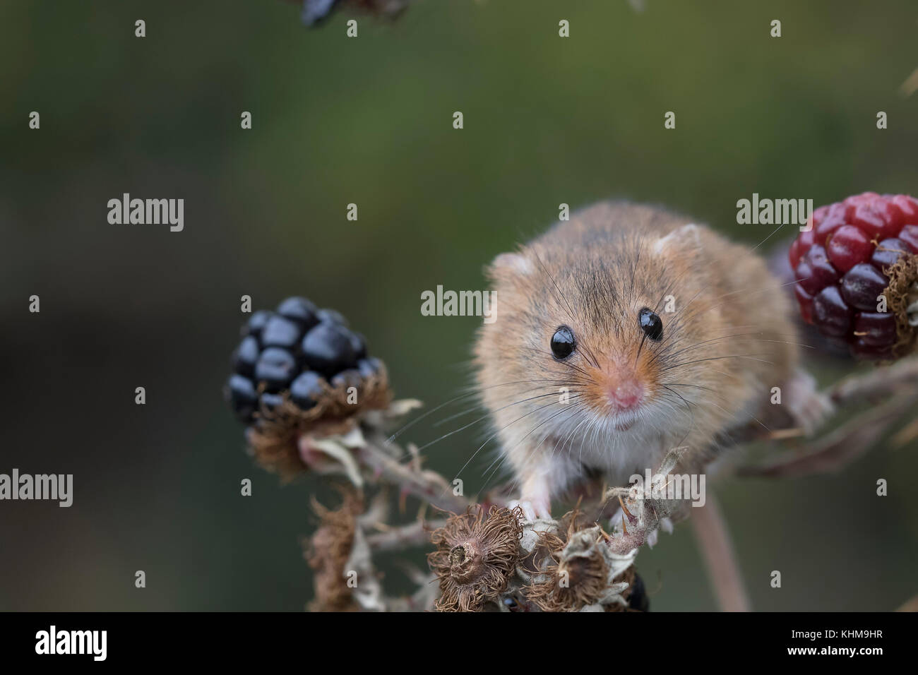 harvest mice/mouse, Micromys minutus, close up portrait posing on a ...