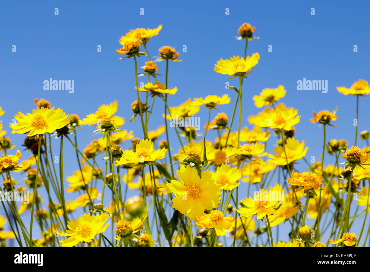 Yellow Namakwaland Daisy (Karoo Stock Photo - Alamy