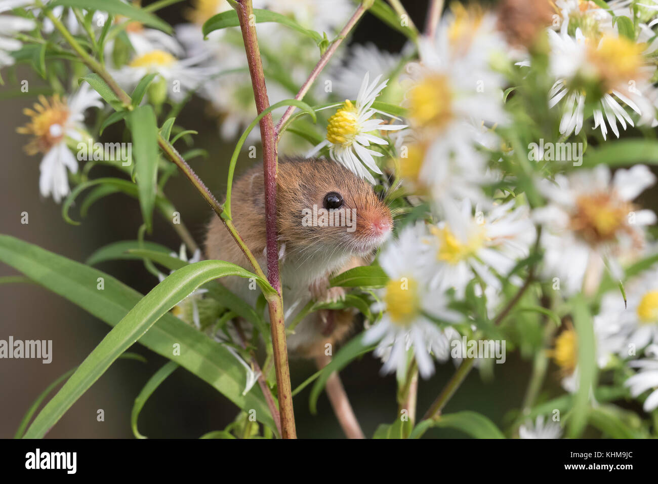 harvest mice/mouse, Micromys minutus, close up portrait posing on a ...