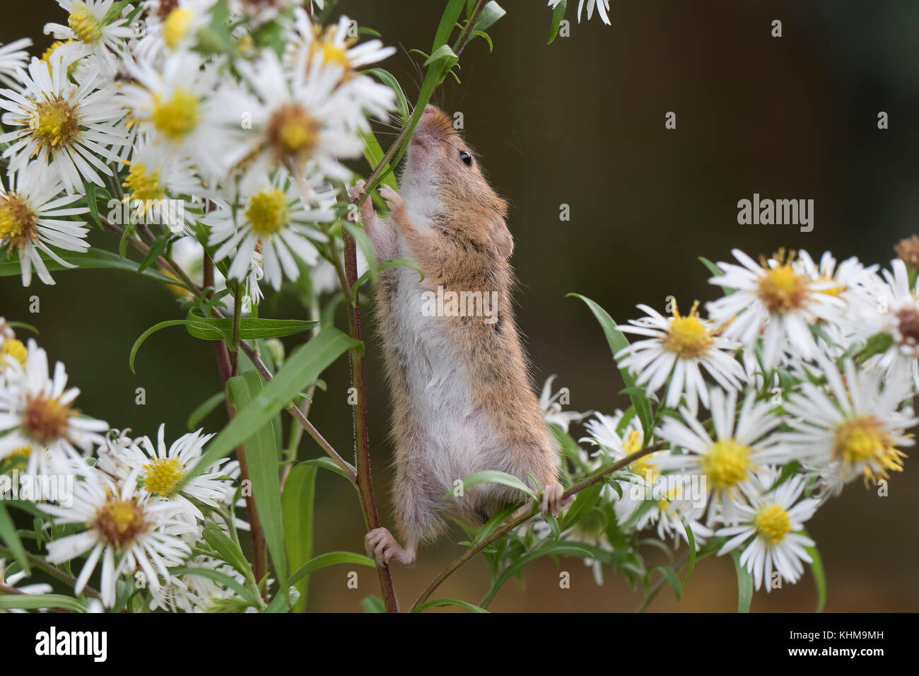 harvest mice/mouse, Micromys minutus, close up portrait posing on a ...
