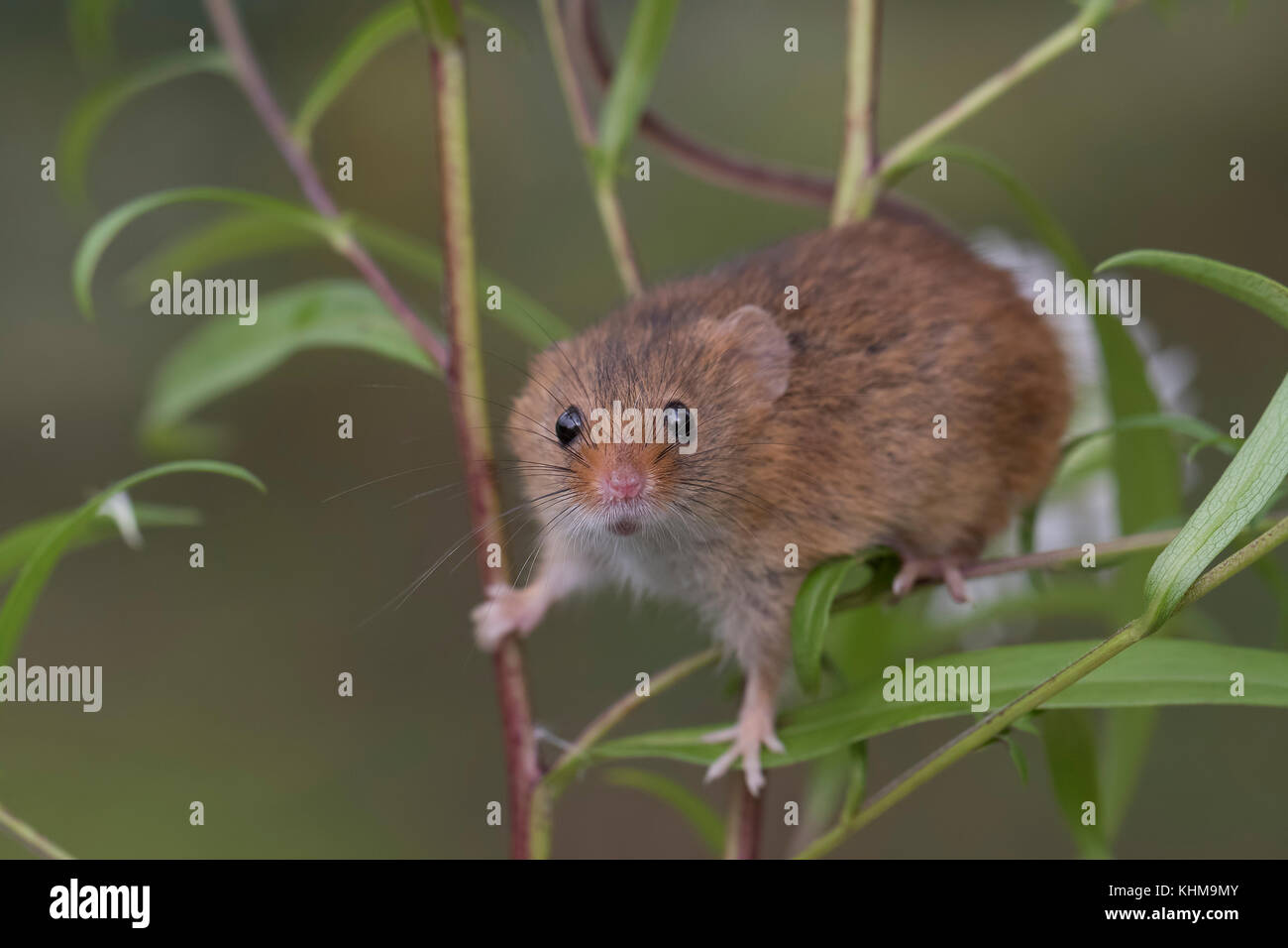 harvest mice/mouse, Micromys minutus, close up portrait posing on a ...