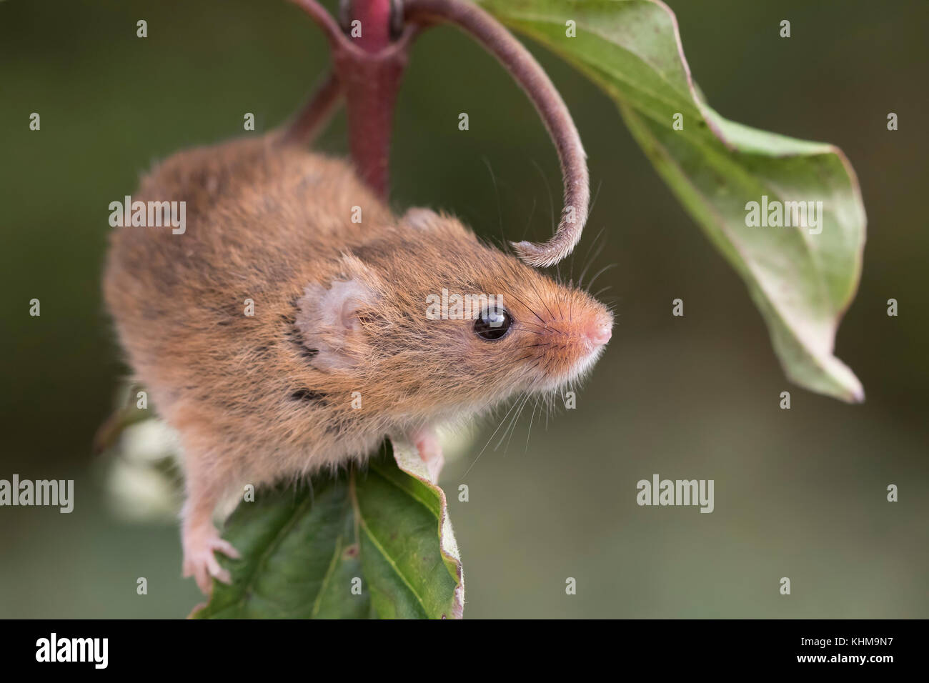 harvest mice/mouse, Micromys minutus, close up portrait posing on a ...