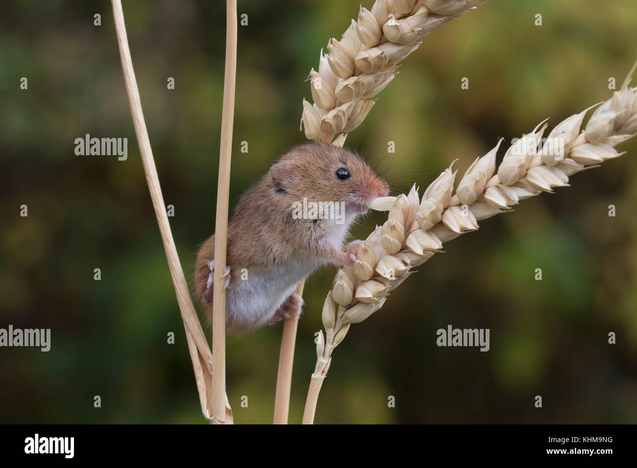 harvest mice/mouse, Micromys minutus, close up portrait posing on a ...