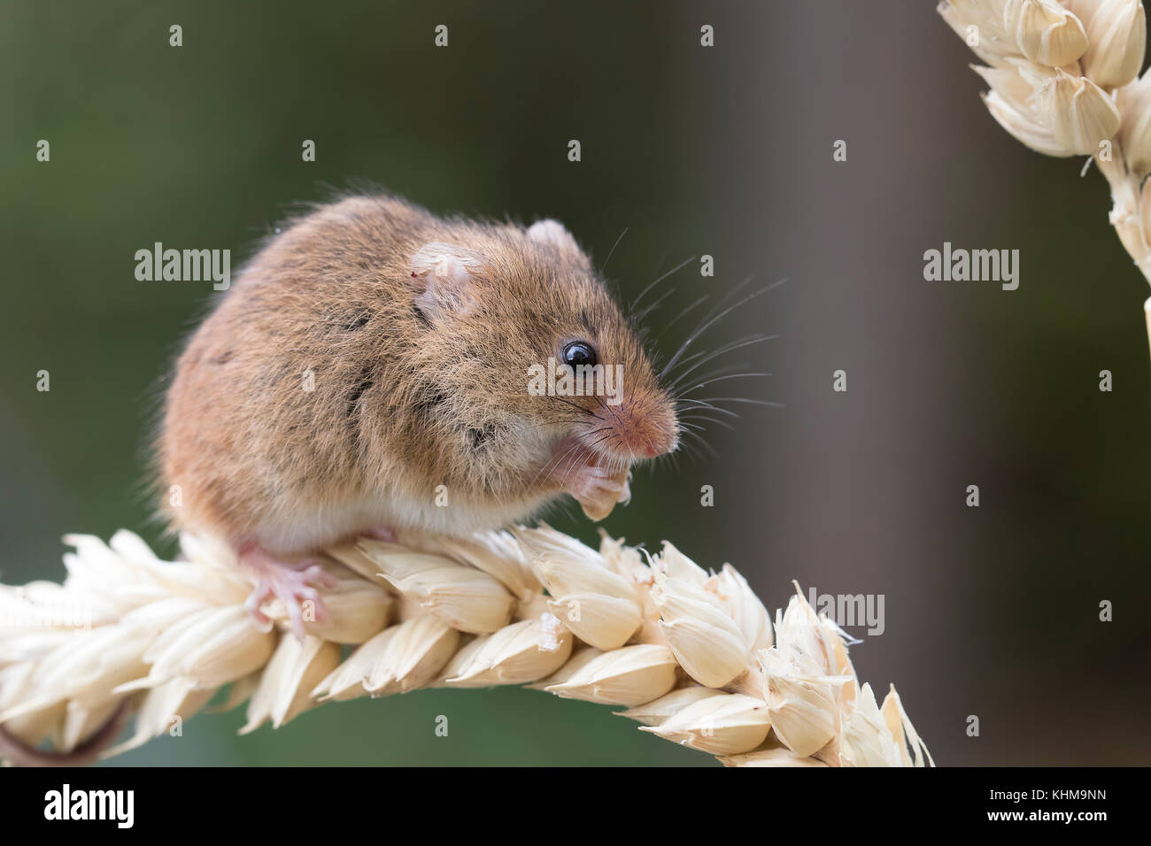 harvest mice/mouse, Micromys minutus, close up portrait posing on a ...