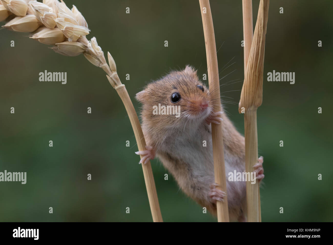 harvest mice/mouse, Micromys minutus, close up portrait posing on a ...