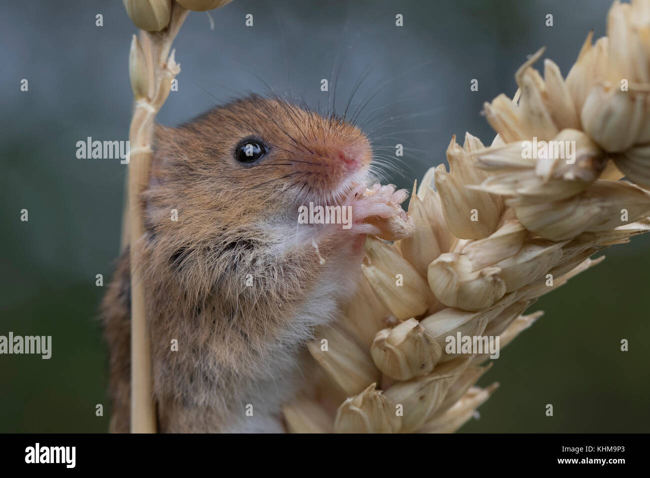 harvest mice/mouse, Micromys minutus, close up portrait posing on a ...