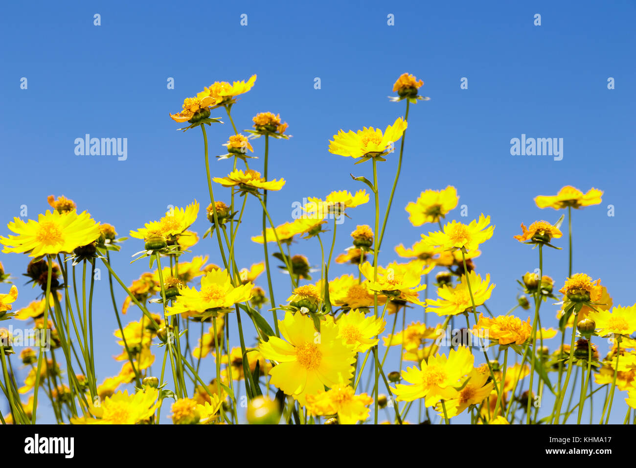 Namakwaland hi-res stock photography and images - Alamy