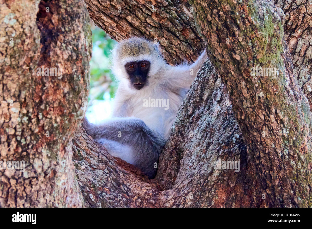 Vervet monkey in a tree tanzania Stock Photo - Alamy