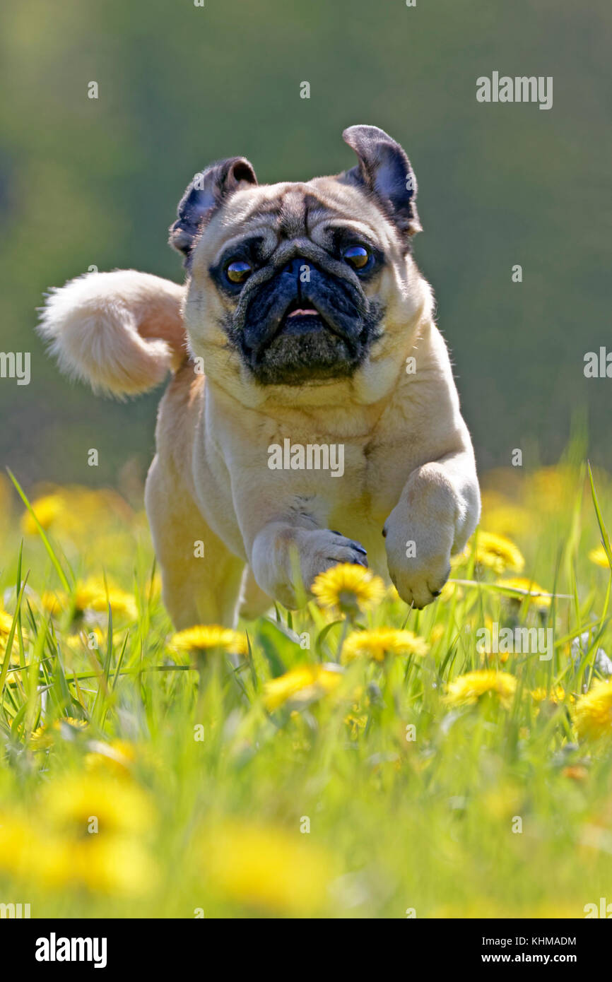 Pug running in a dandelion meadow, Germany, Europe Stock Photo - Alamy
