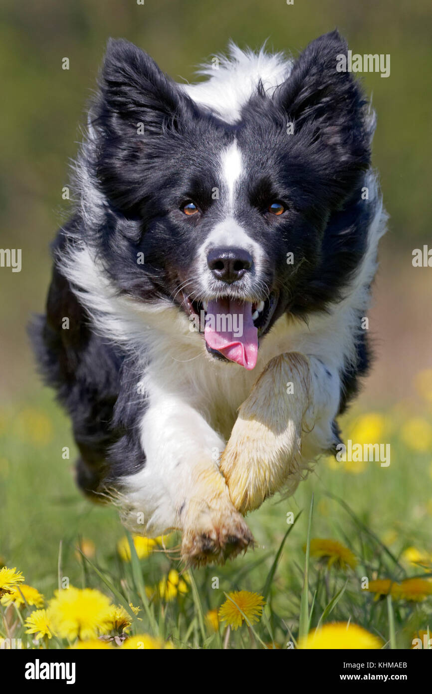 Border collie, running on a meadow with dandelions, Germany, Europe ...