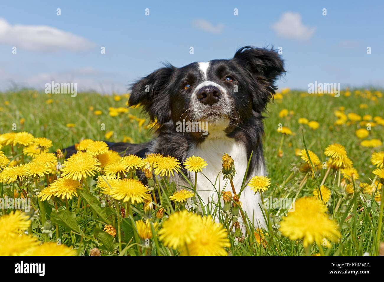 Blauer border collie hi-res stock photography and images - Alamy