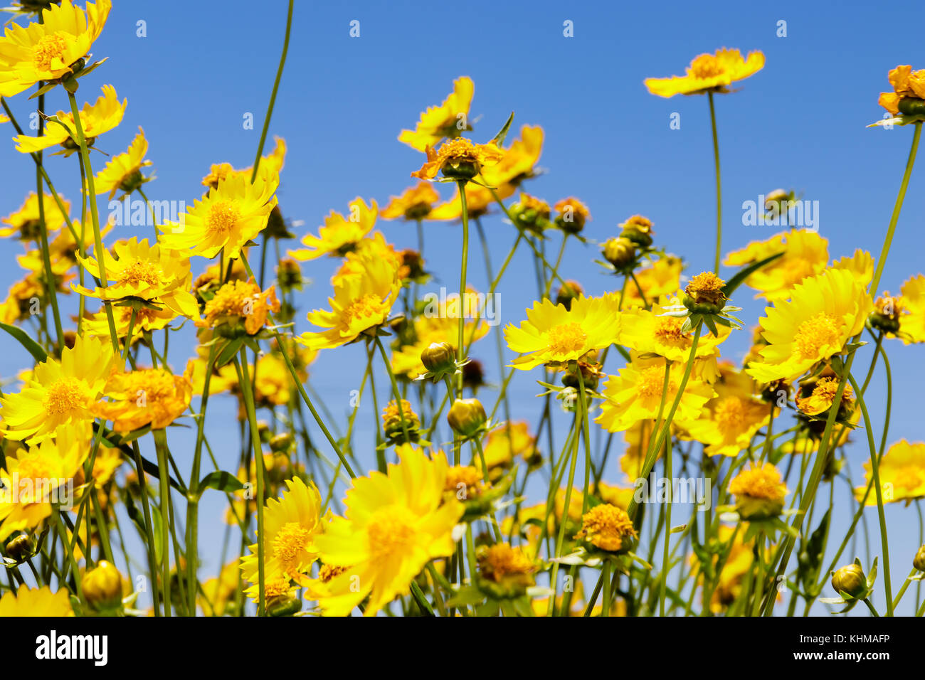 Yellow Namakwaland Daisy (Karoo Stock Photo - Alamy