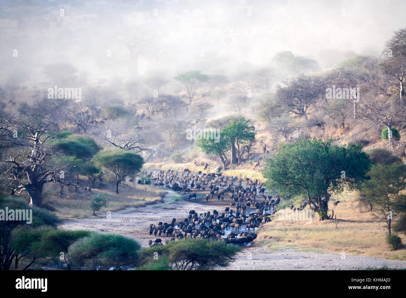 Wildbeest crossing river in Tarangire National park Tanzania with dust ...