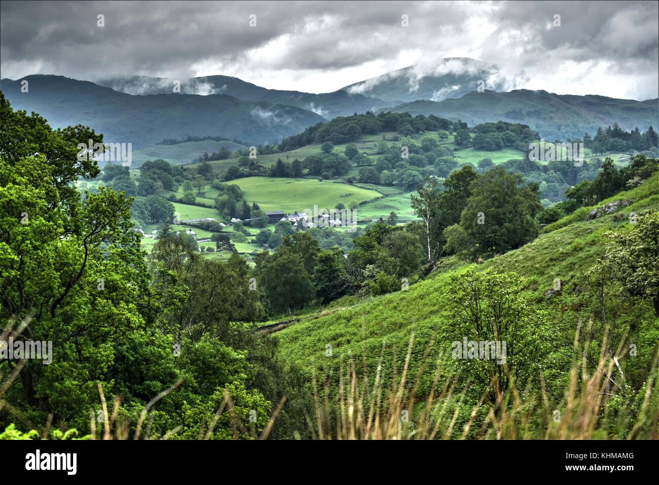Gulls, owls and birds Stock Photo - Alamy