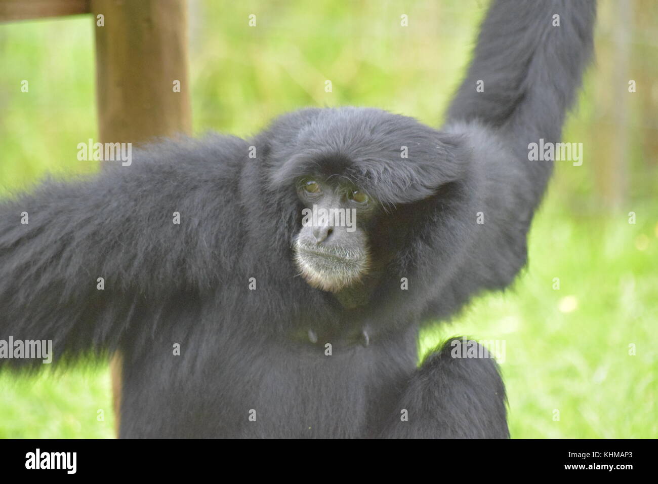 Primate looking hi-res stock photography and images - Alamy