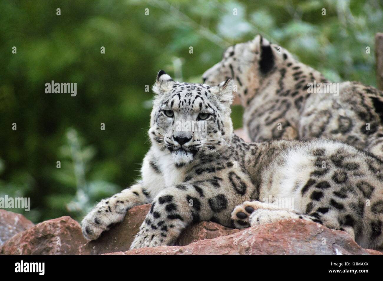 Snow Leopards High Resolution Stock Photography and Images - Alamy