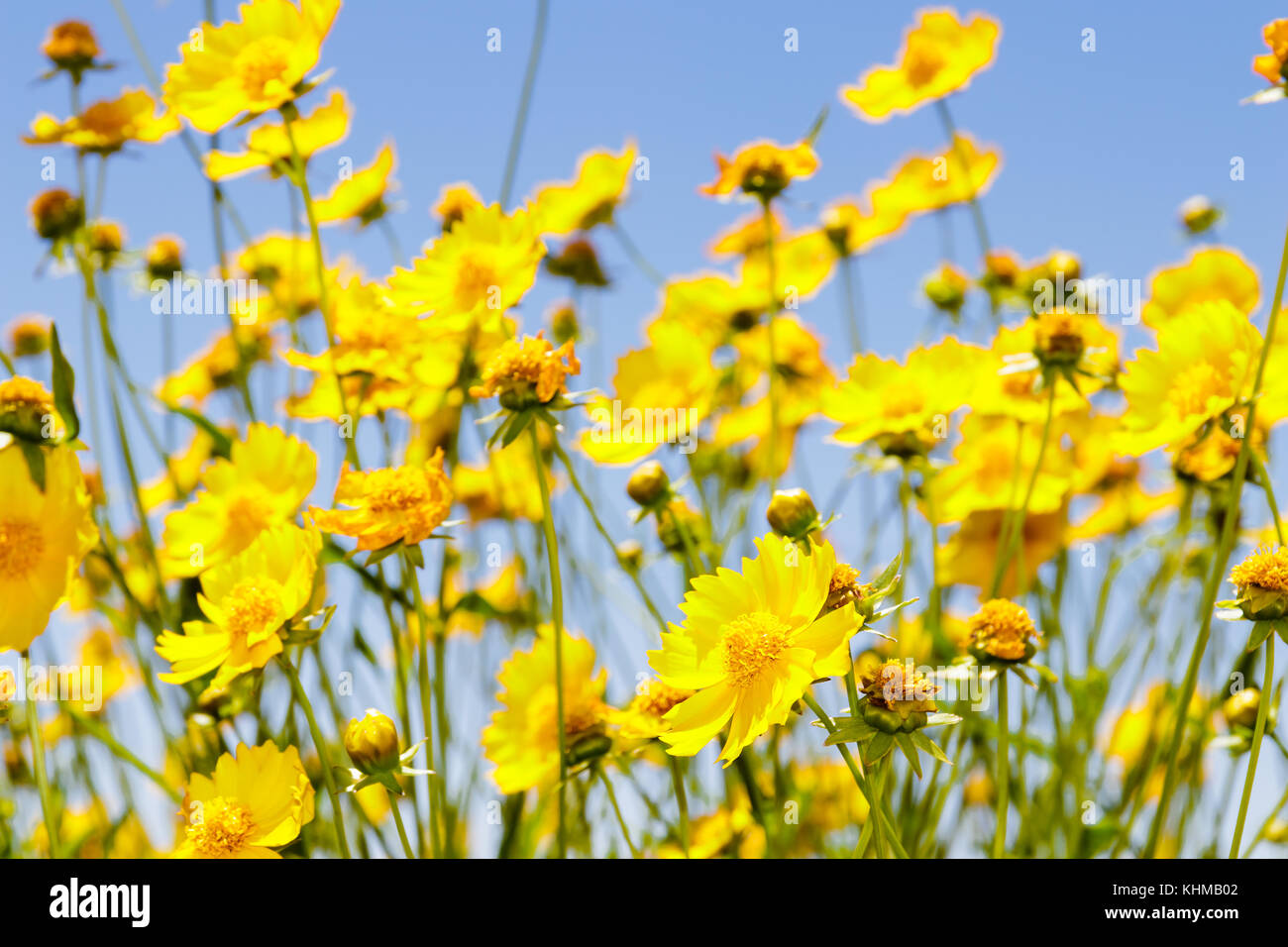 Yellow Namakwaland Daisy (Karoo Stock Photo - Alamy