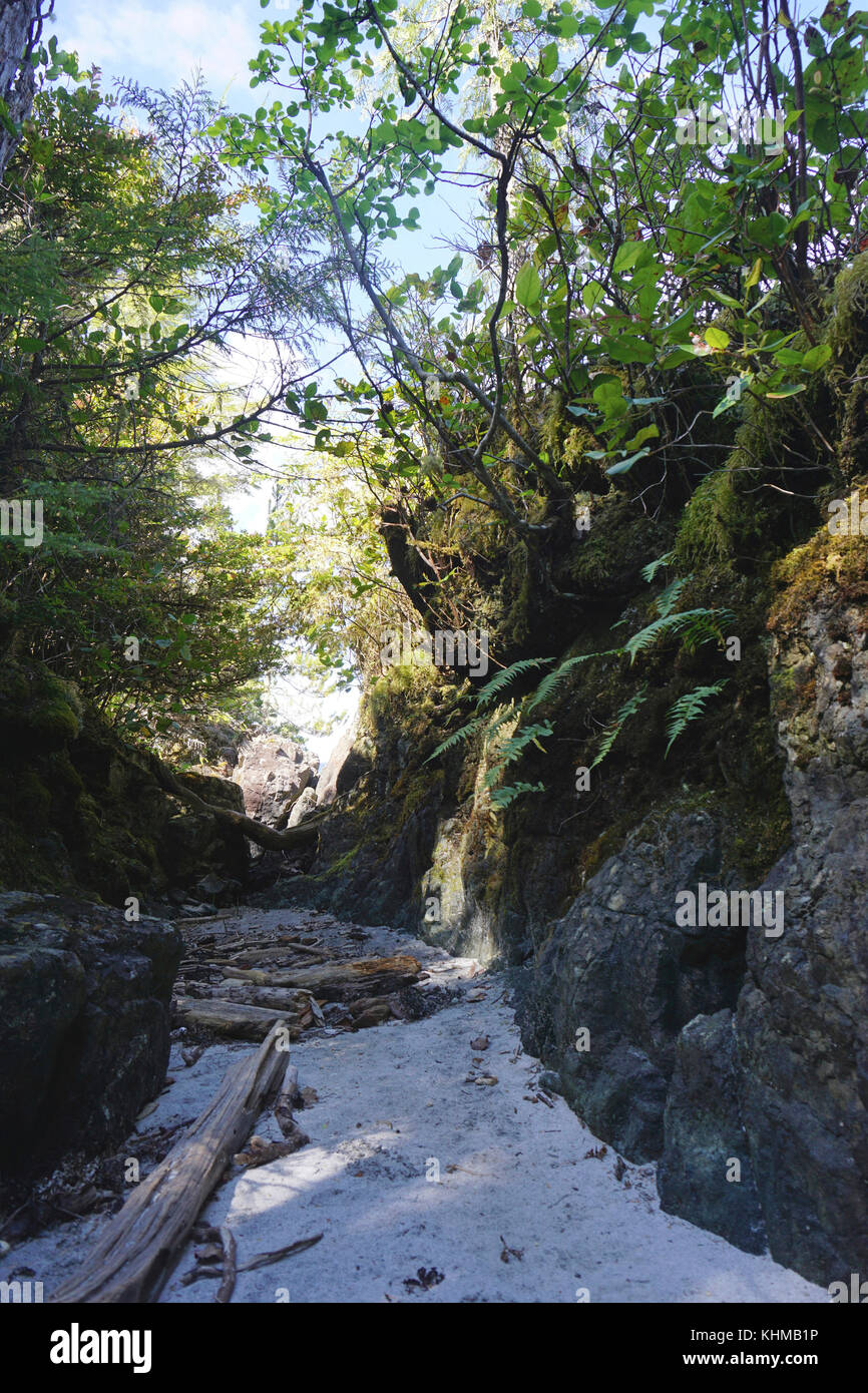 Beach Path - West Coast, BC Stock Photo - Alamy