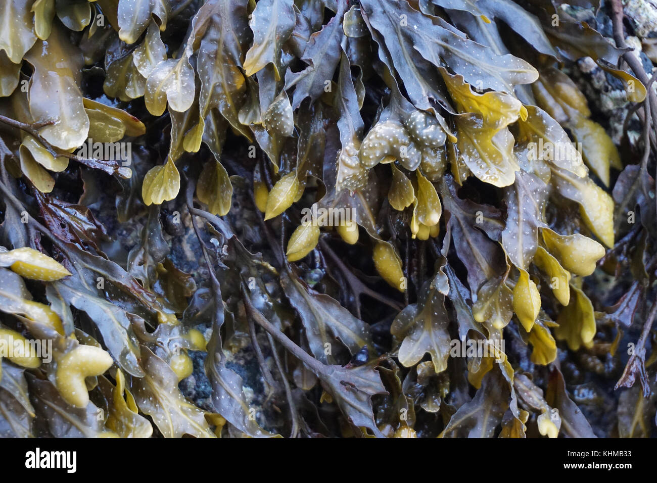 Seaweed Up Close - West Coast, BC Stock Photo - Alamy