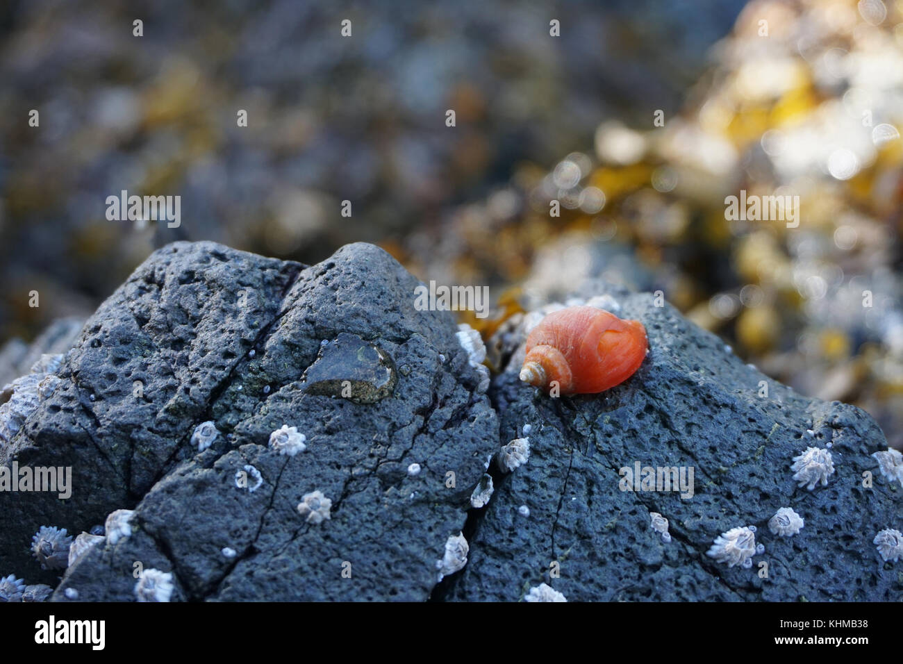 Shell on Rock - West Coast, BC Stock Photo - Alamy