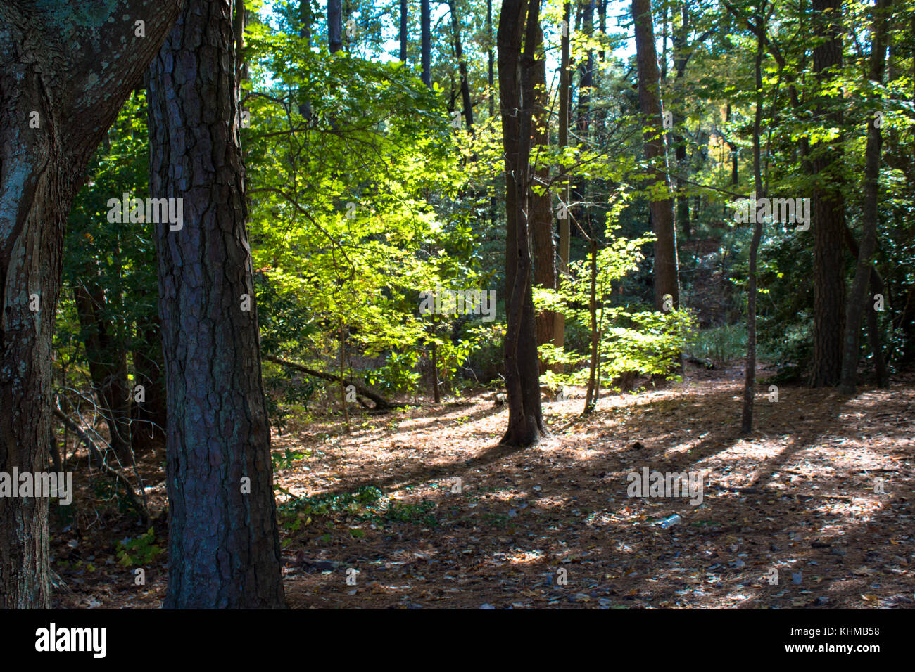 Life in the wild Stock Photo - Alamy