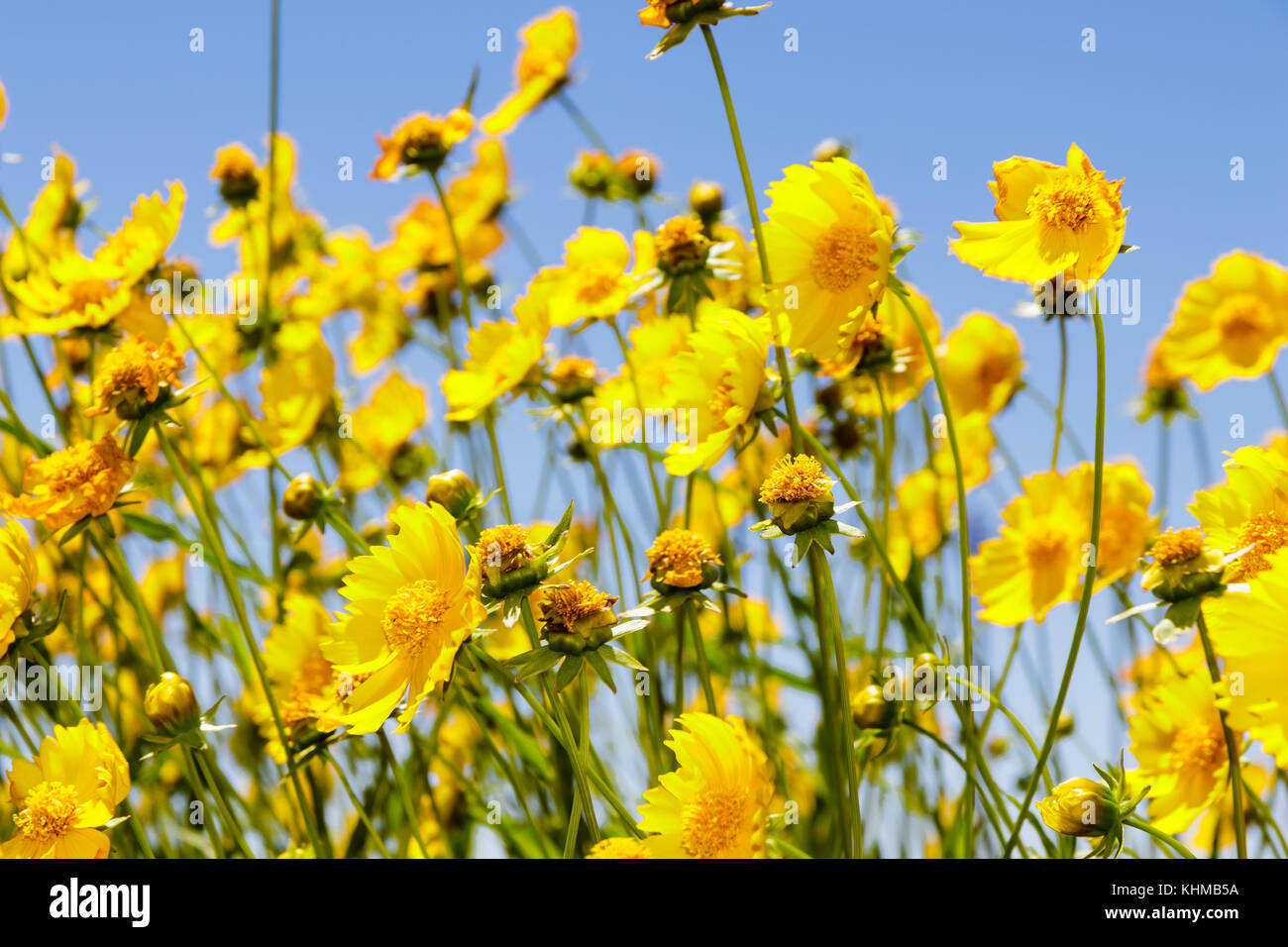 Yellow Namakwaland Daisy (Karoo Stock Photo - Alamy