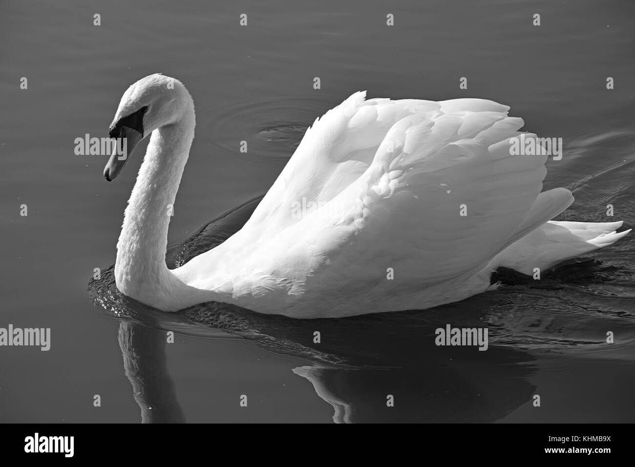 Picture of elegance Black and White Stock Photos & Images - Alamy