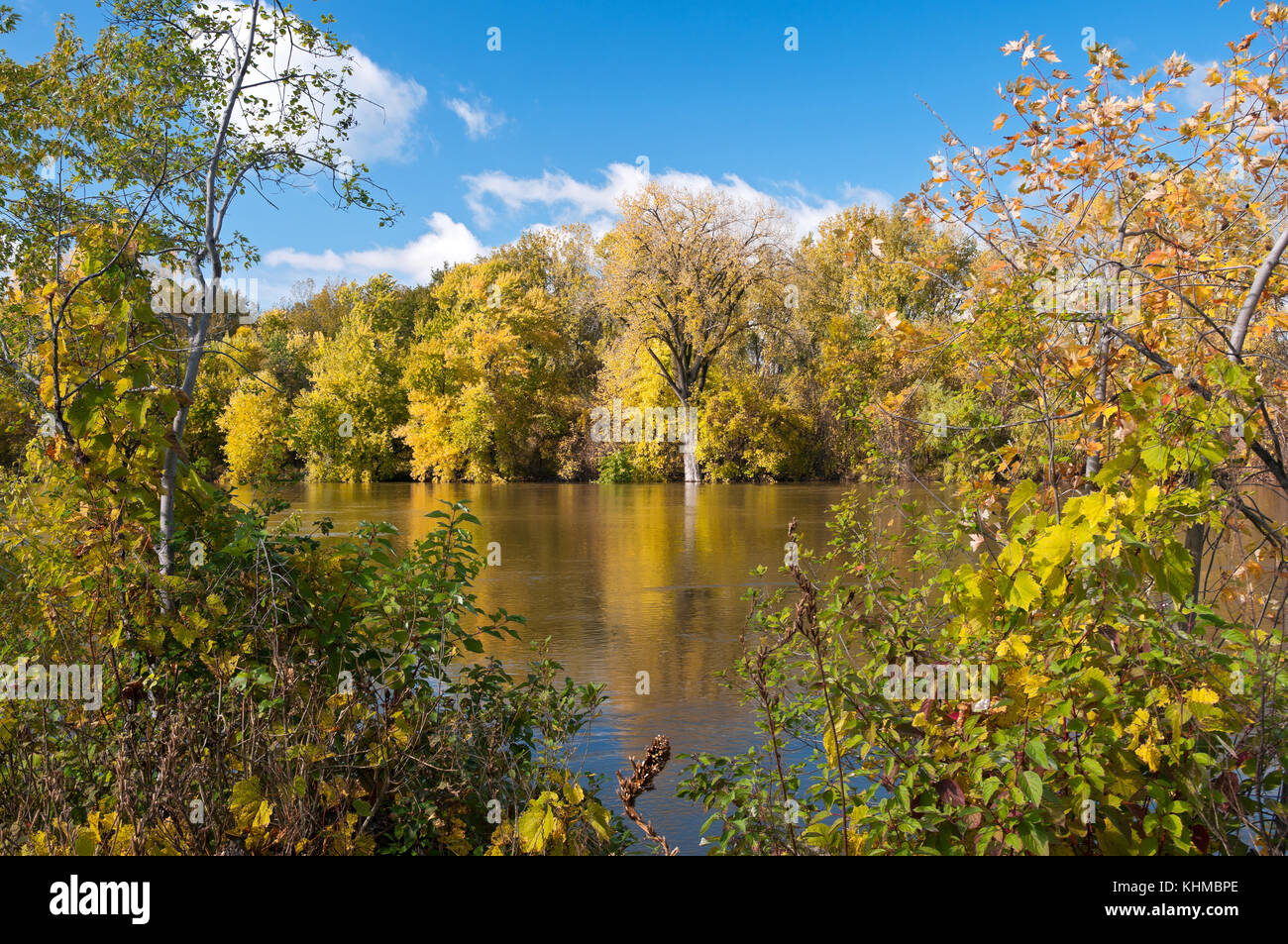 vibrant autumn foliage of forest within minnesota valley national ...