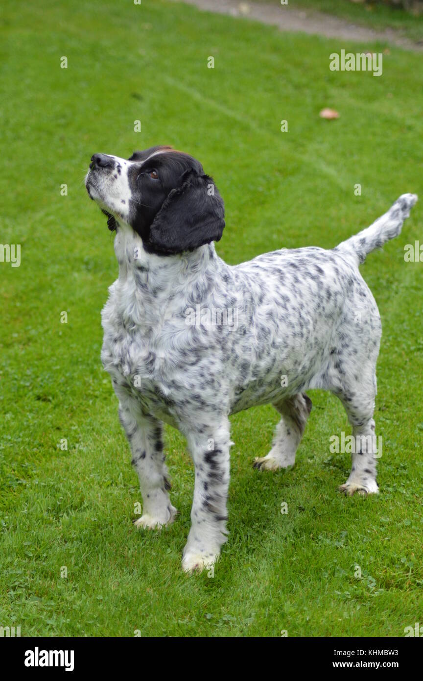 White patches on leaves hi-res stock photography and images - Alamy