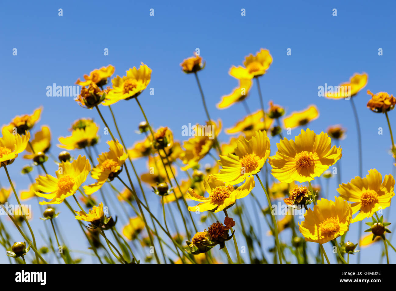Yellow Namakwaland Daisy (Karoo Stock Photo - Alamy