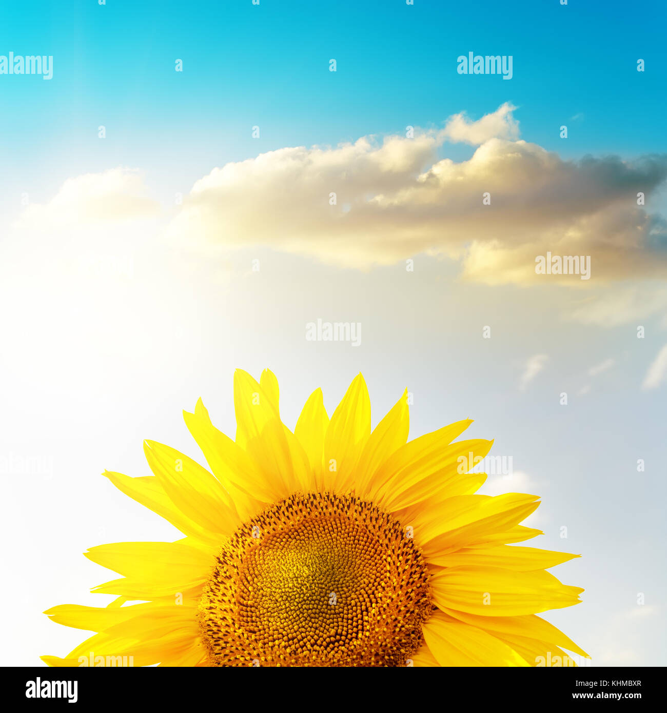 golden head of sunflower under sunset and blue sky with clouds Stock ...