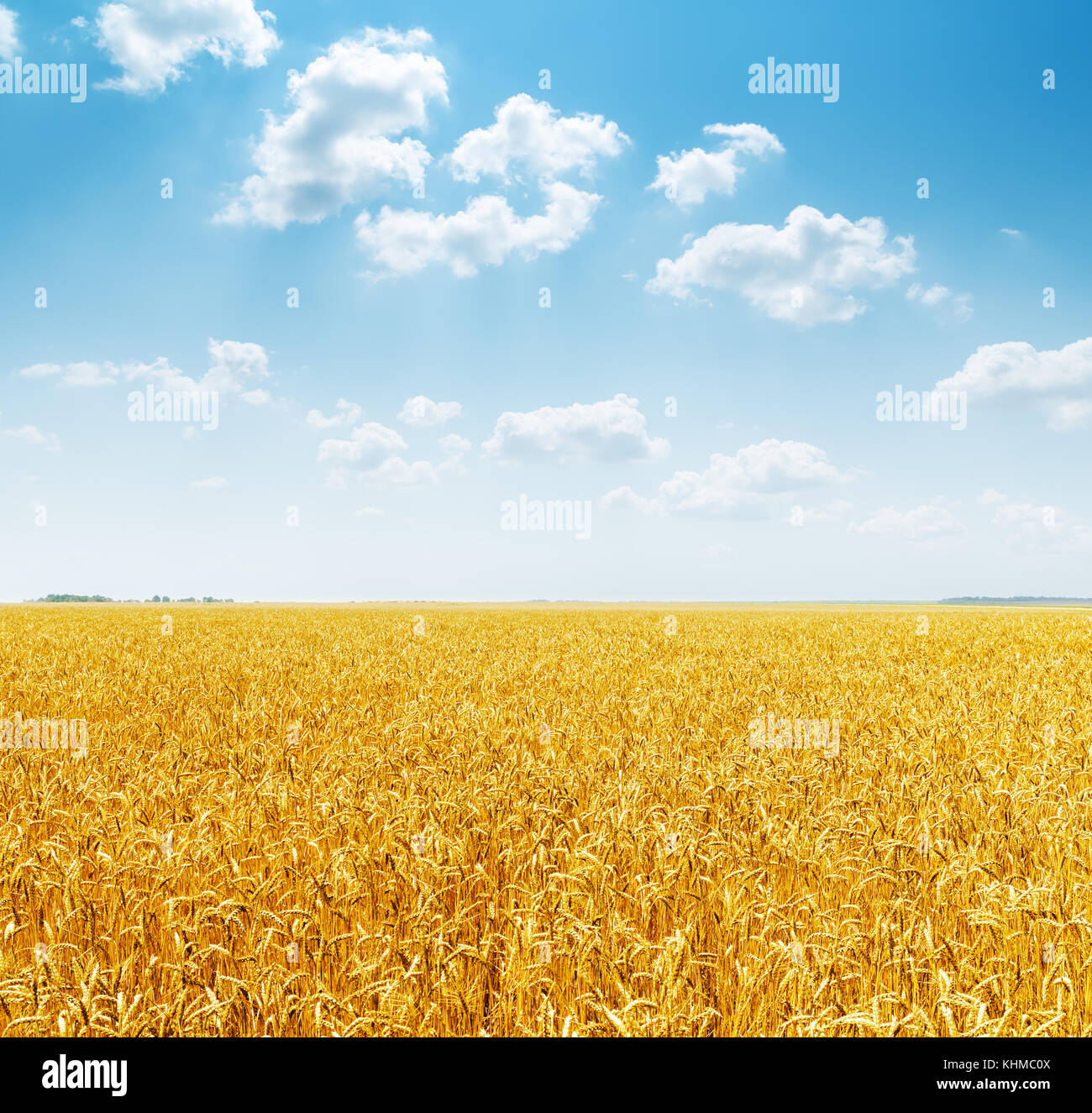 cloudy sky over golden field Stock Photo - Alamy