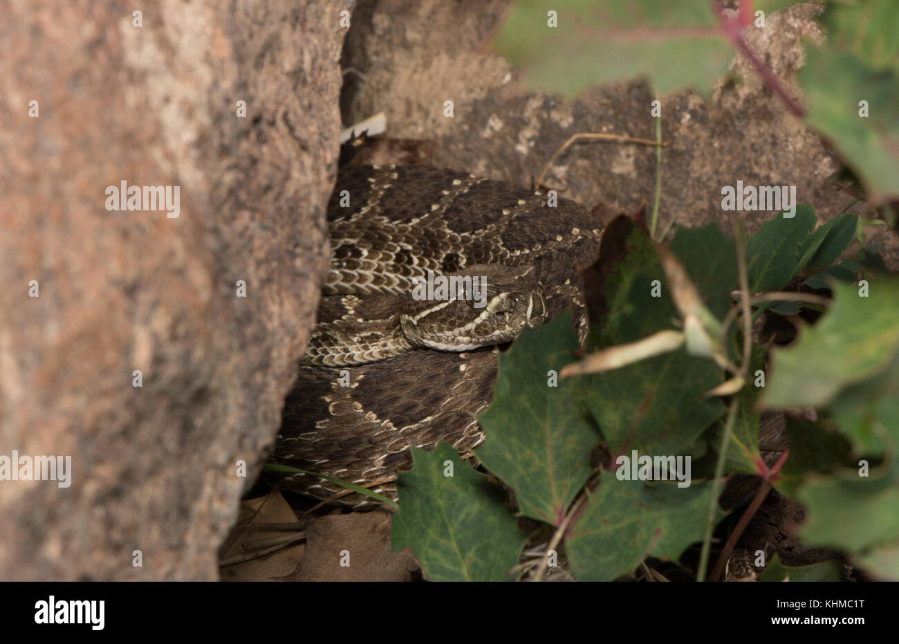 Prairie Rattlesnake (Crotalus viridis) outside its hibernaculum in ...