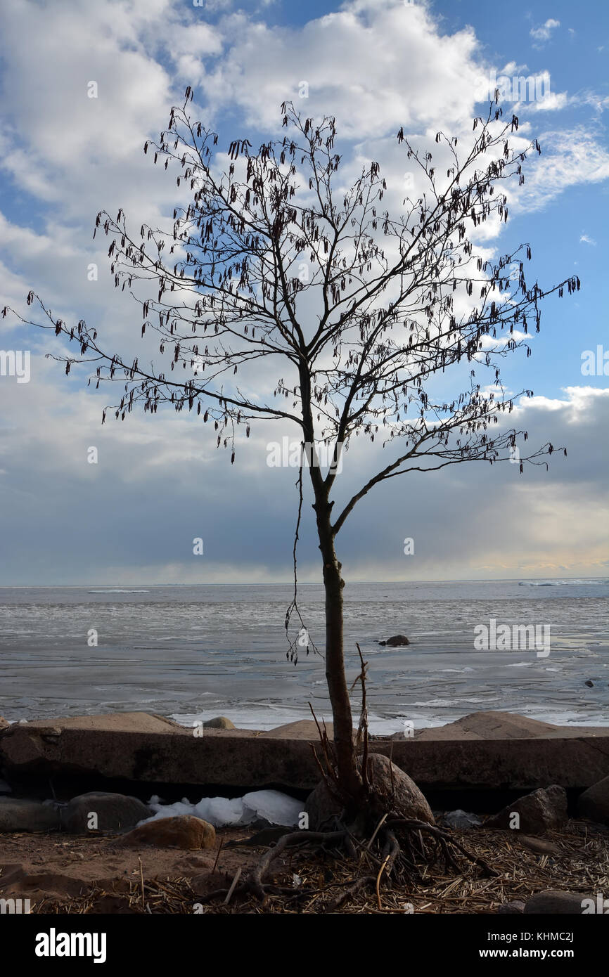 Single birch tree on the frozen sea shore at the evening Stock Photo ...