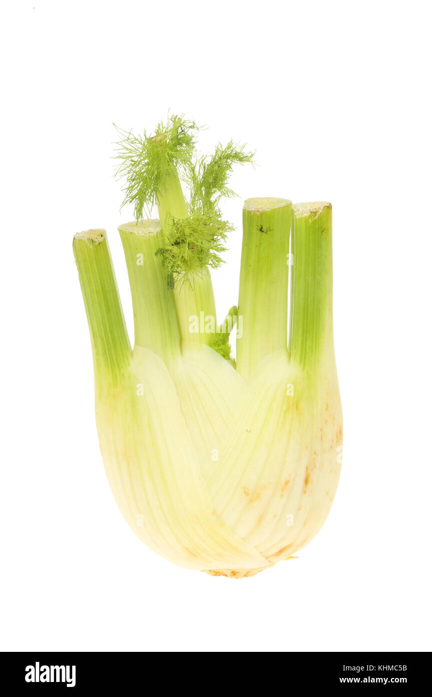 Fennel bulb isolated against white Stock Photo - Alamy