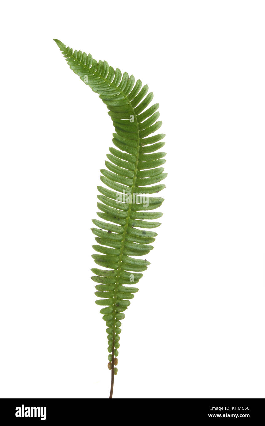 Single fern hi-res stock photography and images - Alamy